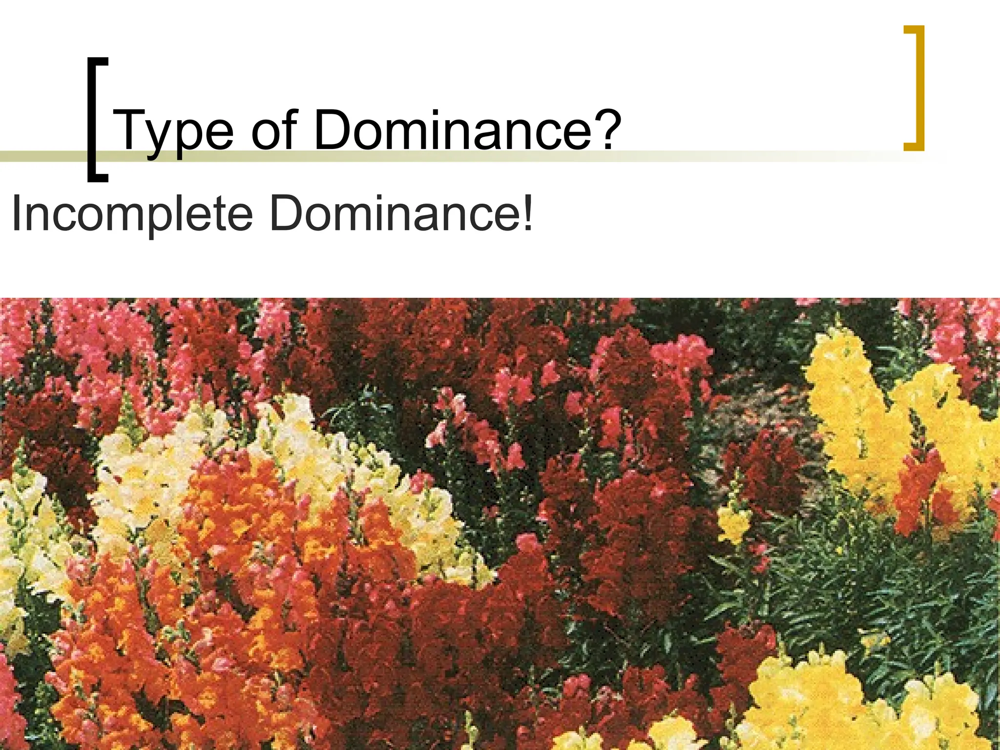 Incomplete_Dominance..................ppt