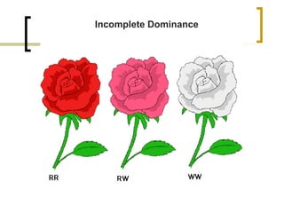 Incomplete_Dominance..................ppt