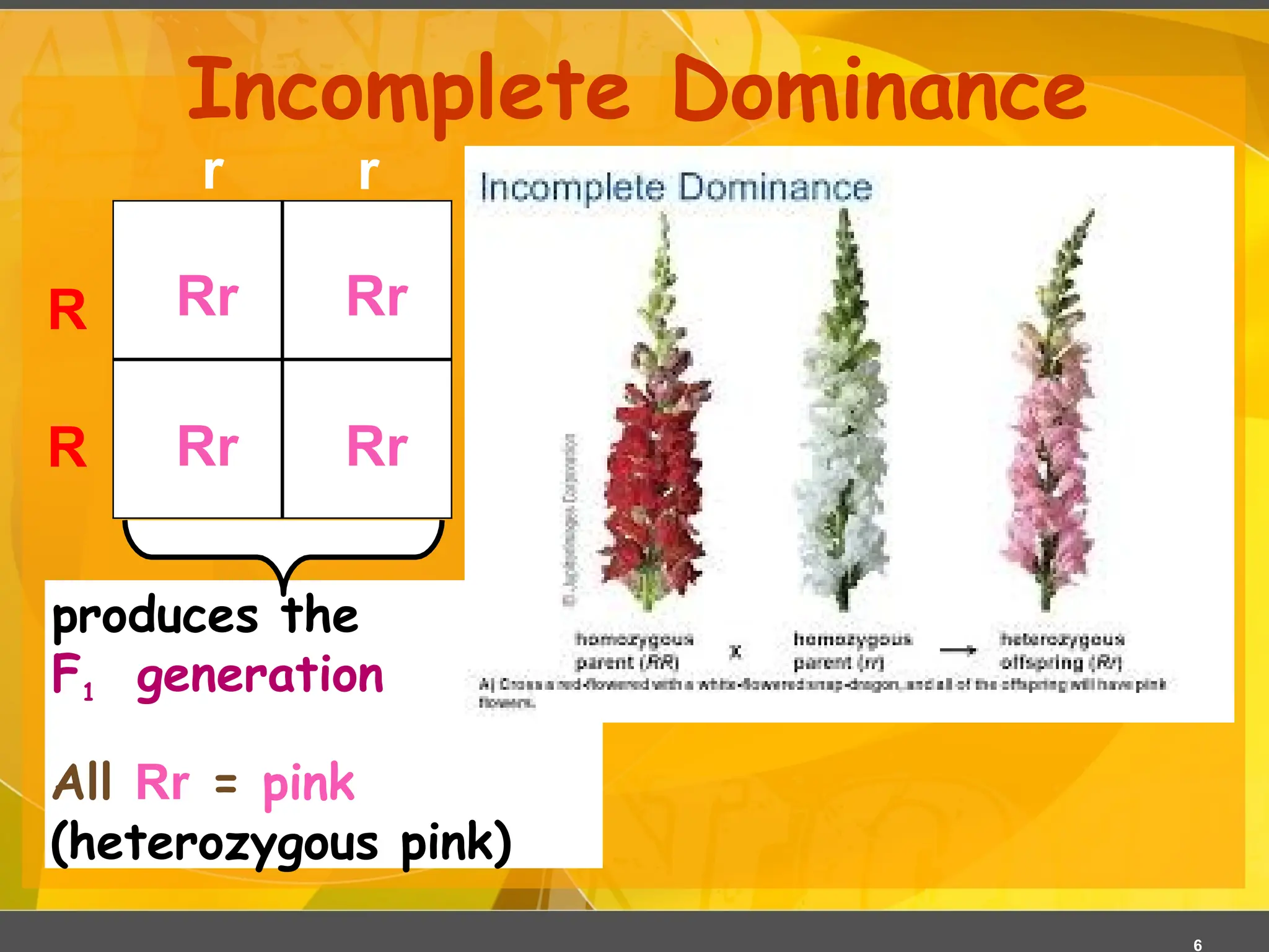Incomplete Dominance and Codominance.pptx