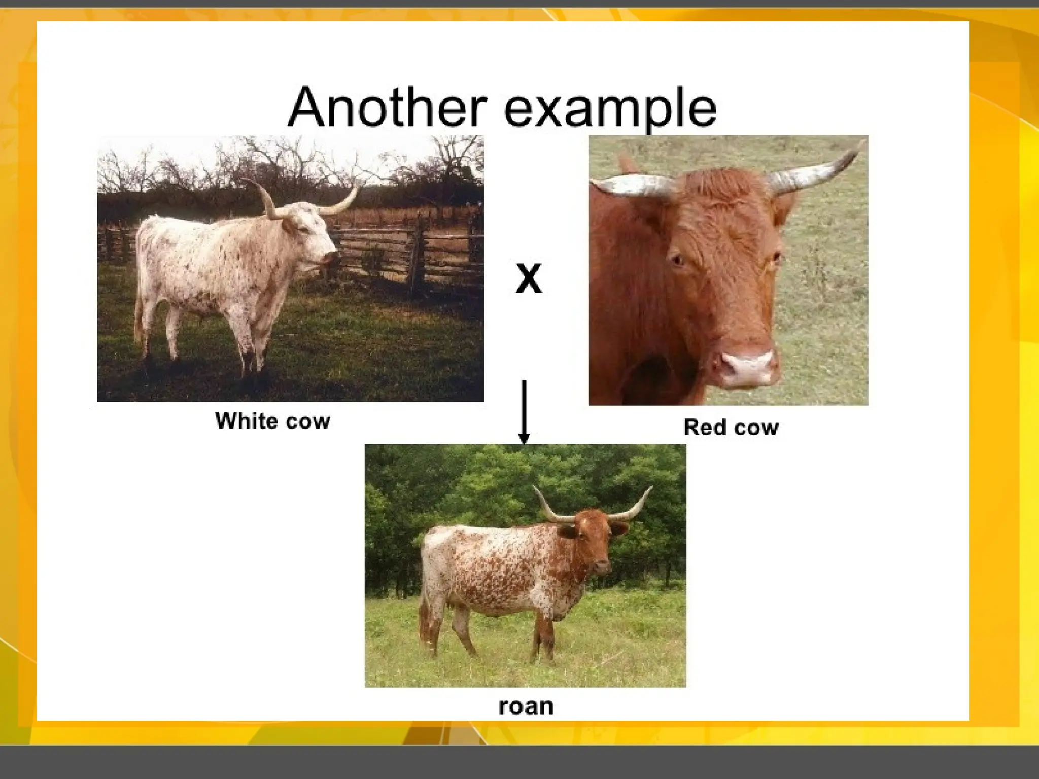 Incomplete Dominance and Codominance.pptx