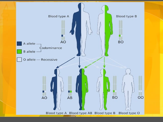 Incomplete Dominance and Codominance.pptx