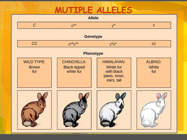 Incomplete Dominance and Codominance.pptx