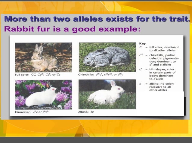 Incomplete Dominance and Codominance.pptx