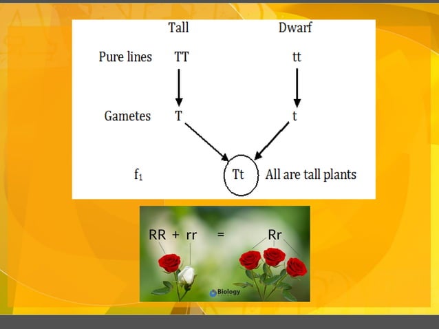 Incomplete Dominance and Codominance.pptx