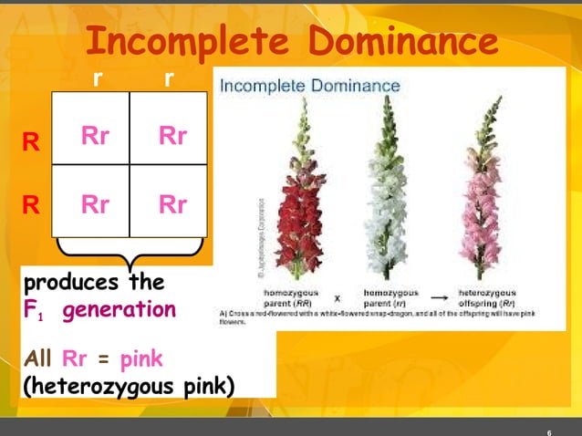 Incomplete Dominance and Codominance.pptx