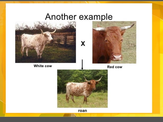Incomplete Dominance and Codominance.pptx