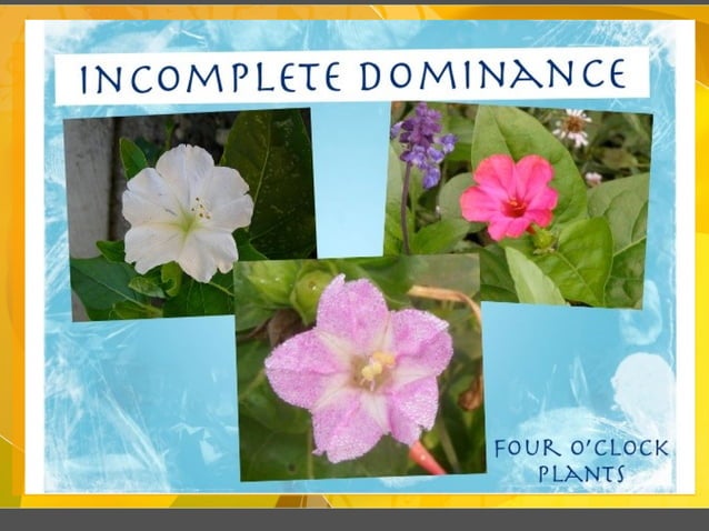 Incomplete Dominance and Codominance.pptx