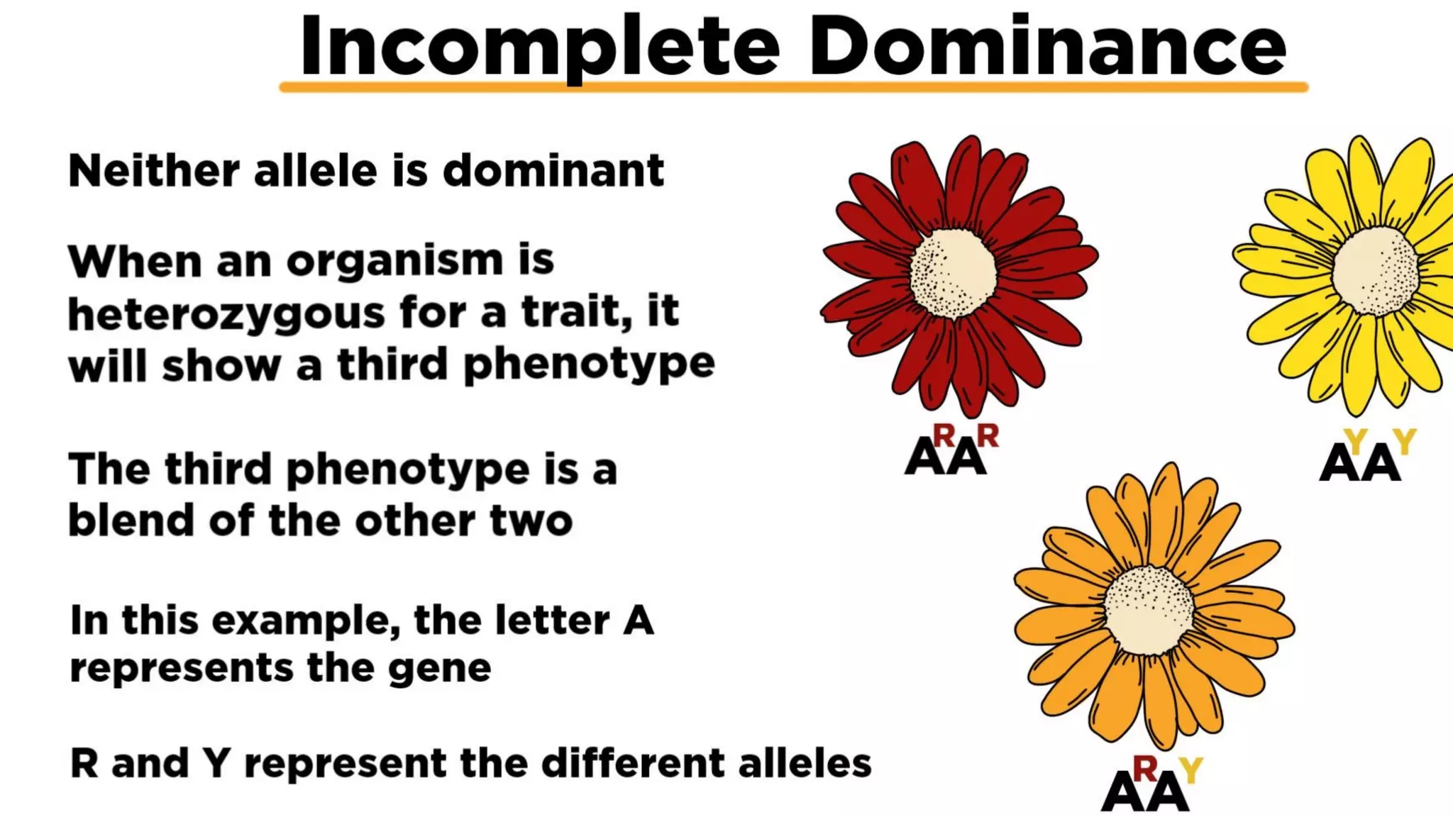 Plant Cytogenetics: Incomplete dominance ppt | PDF