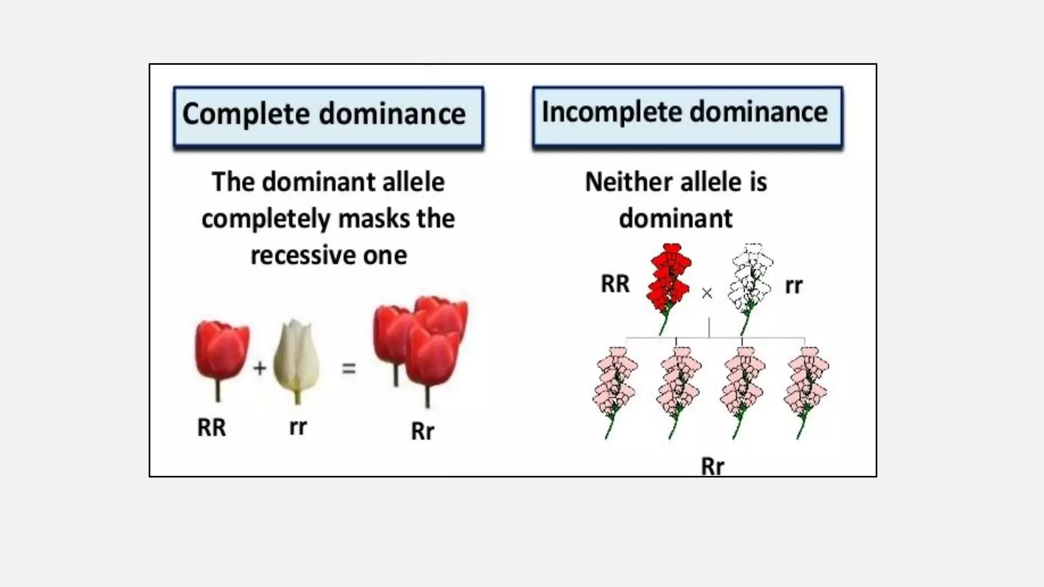 Plant Cytogenetics: Incomplete dominance ppt | PDF