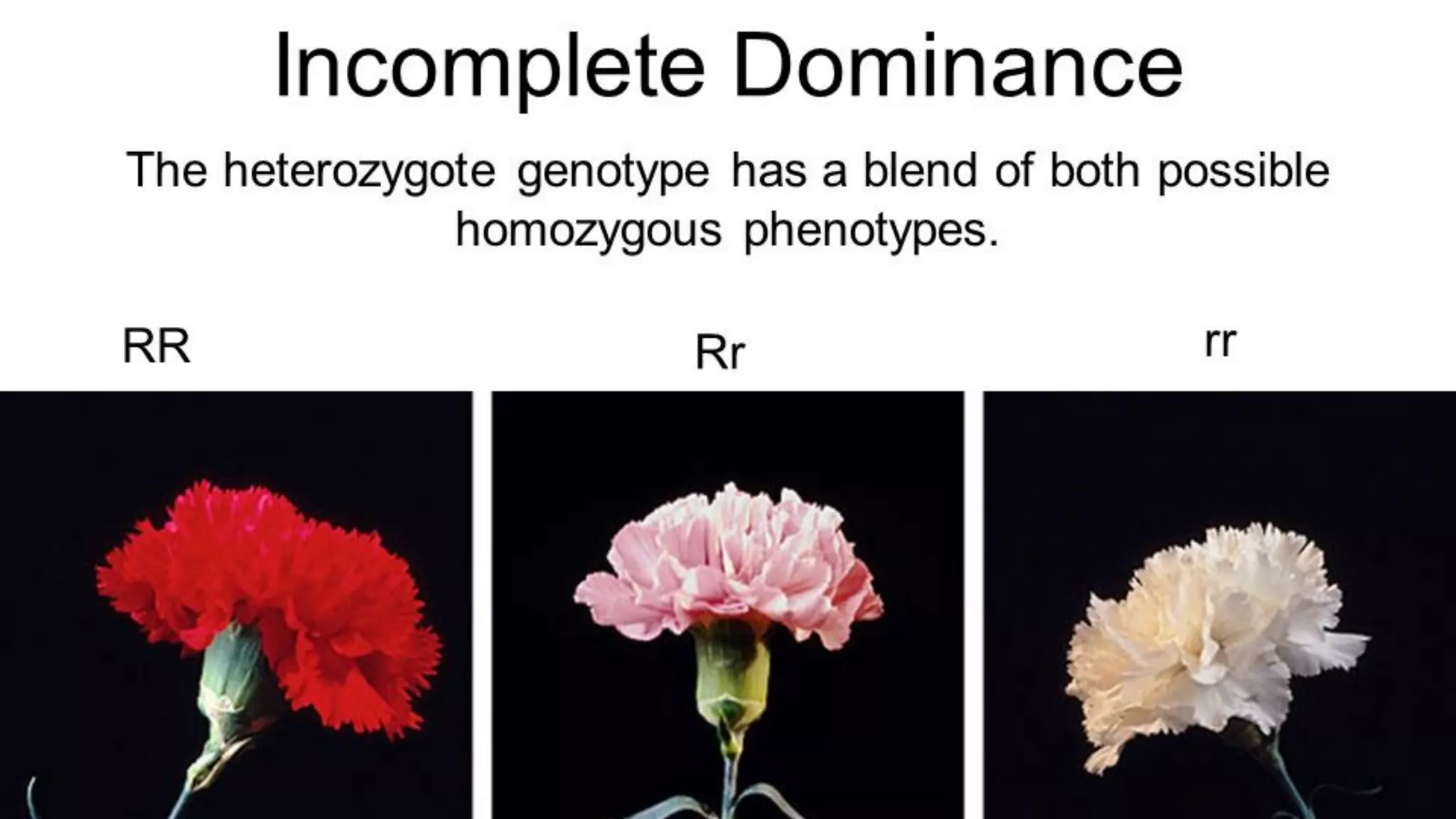 Plant Cytogenetics: Incomplete dominance ppt | PDF