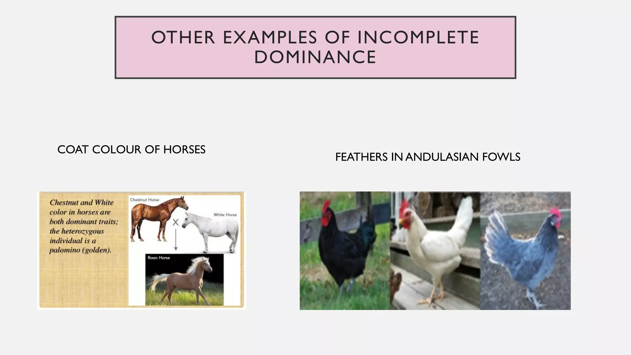 Plant Cytogenetics: Incomplete dominance ppt | PDF
