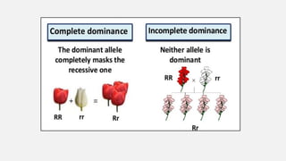 Plant Cytogenetics: Incomplete dominance ppt | PDF