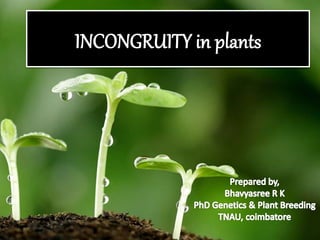 Incongruity | PPTX