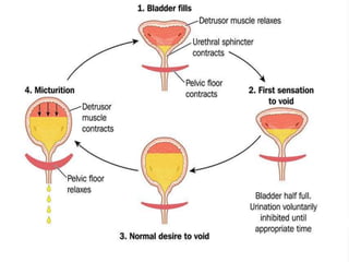 Incontinence | PPT | Sexual Conditions | Sexual Health