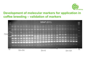 Increasing theResilience of Coffee Production to Leaf Rust and Other ...
