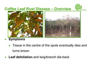 Increasing theResilience of Coffee Production to Leaf Rust and Other ...