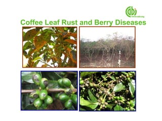 Increasing theResilience of Coffee Production to Leaf Rust and Other ...