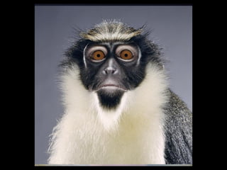 Incredible Creatures | PPS
