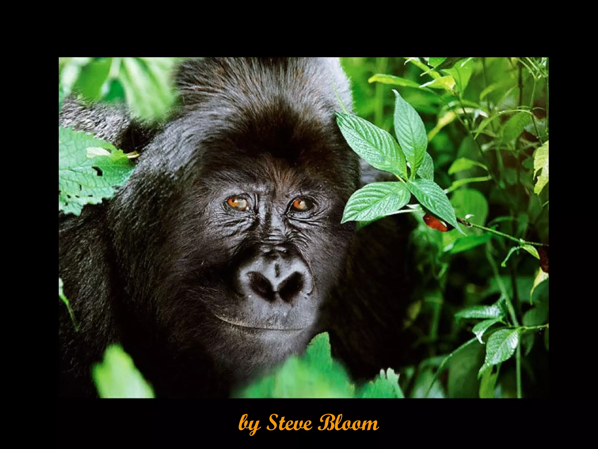 Incredible Creatures | PPT