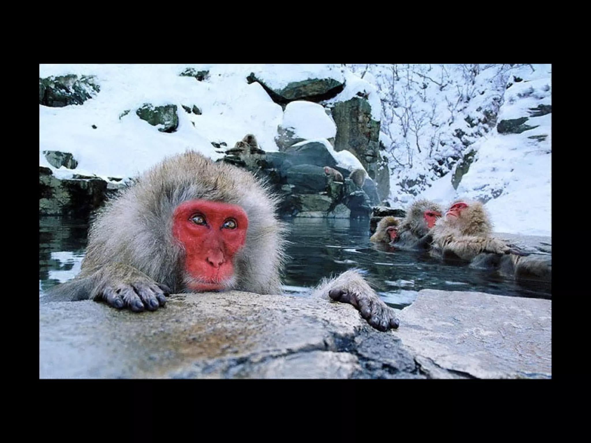 Incredible Creatures | PPT