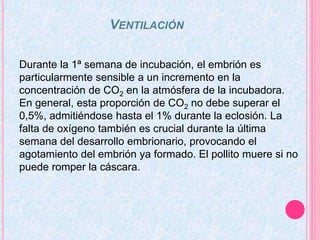 Incubacion en pollos | PPTX