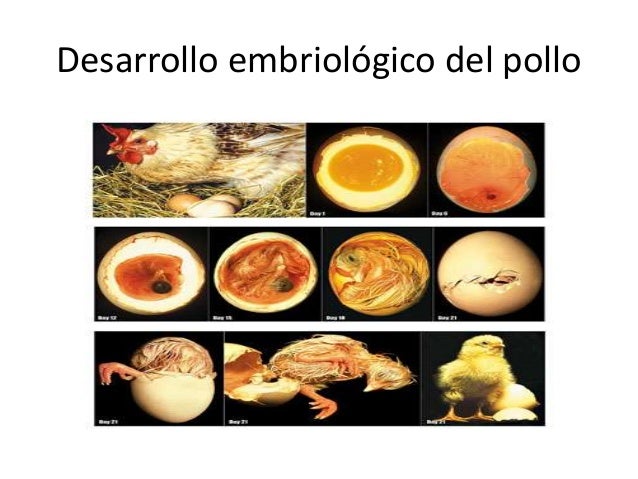 desarrollo embriologico del gallus gallus domesticus