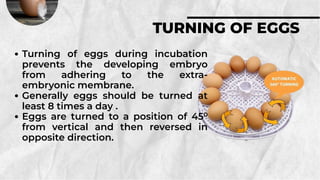 Incubation and Brooding livestock and poultry management | PDF