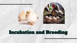 Incubation and Brooding livestock and poultry management | PDF