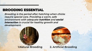 Incubation and Brooding livestock and poultry management | PDF