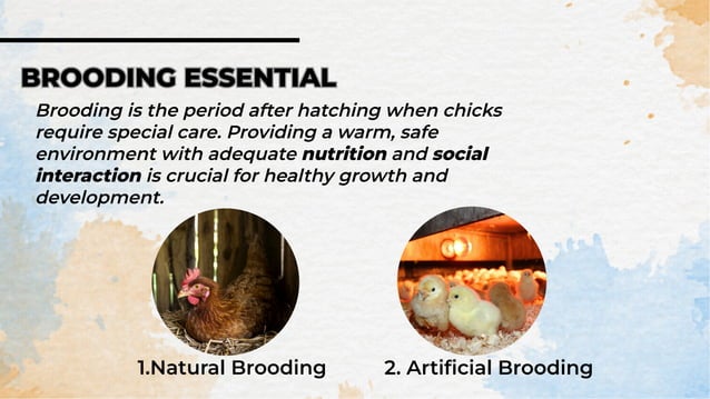 Incubation and Brooding livestock and poultry management | PPT