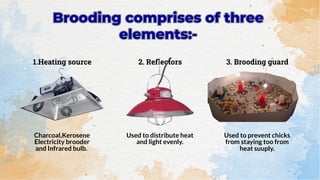 Incubation and Brooding livestock and poultry management | PDF