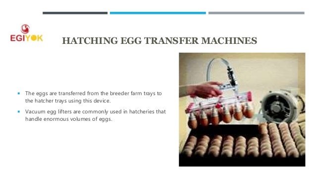 Incubation and egg handling equipment in the Poultry Industry | PPTX