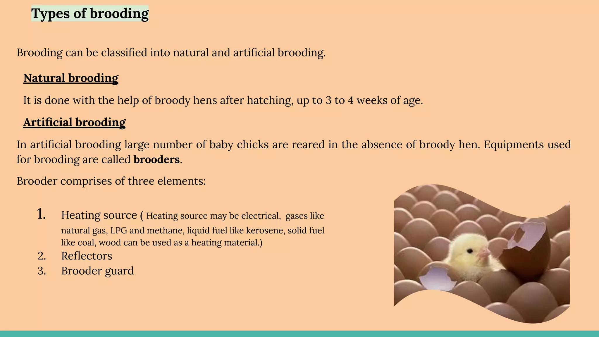 Incubation, hatching and brooding | PDF