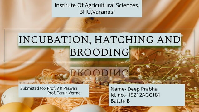 Incubation, hatching and brooding | PDF | Infertility | Reproductive Health