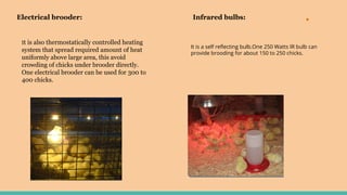 Incubation, hatching and brooding | PDF