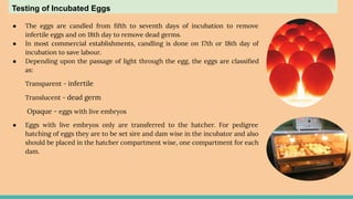 Incubation, hatching and brooding | PDF
