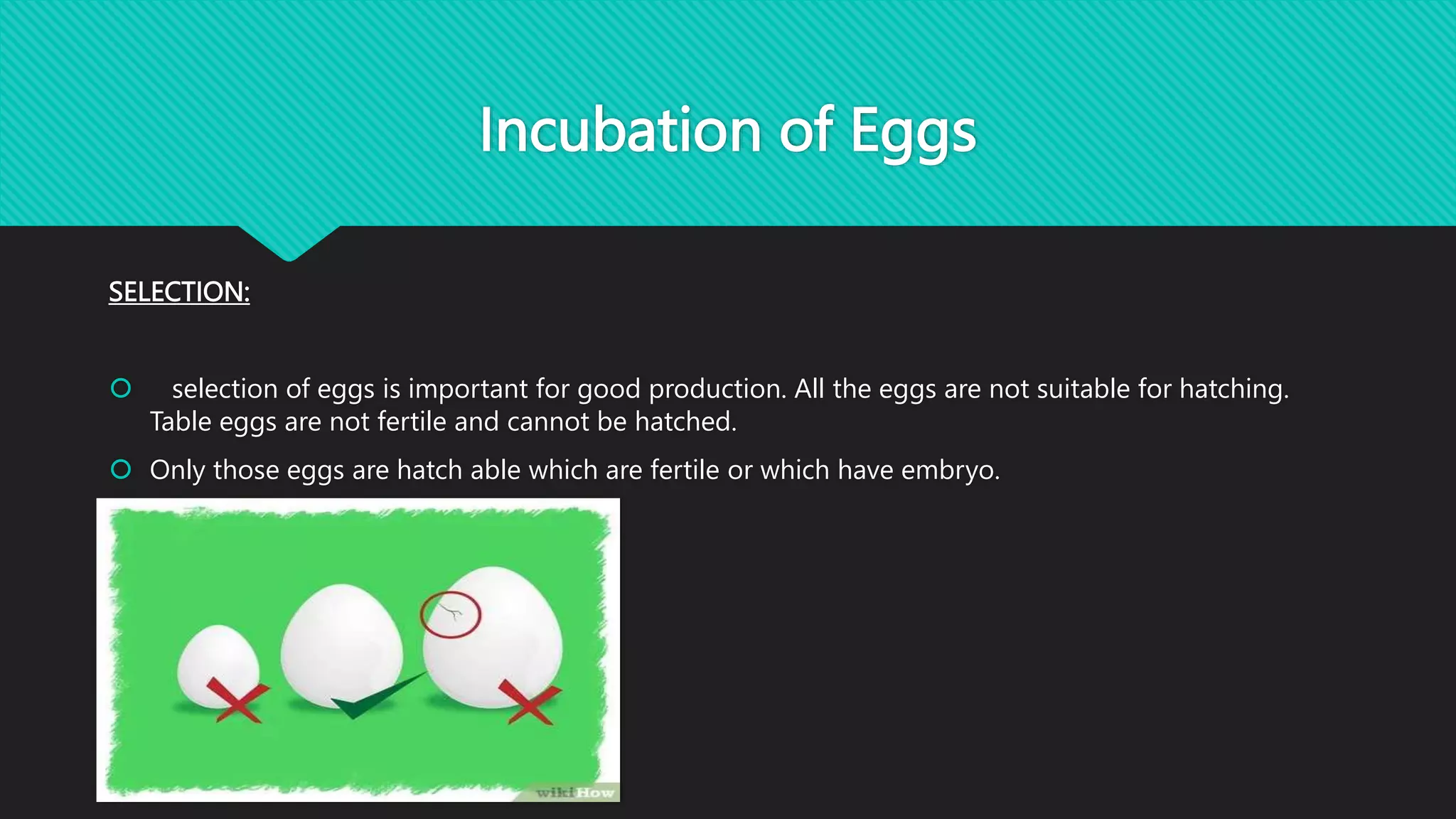 Incubation Process of Chicken Egg.pptx