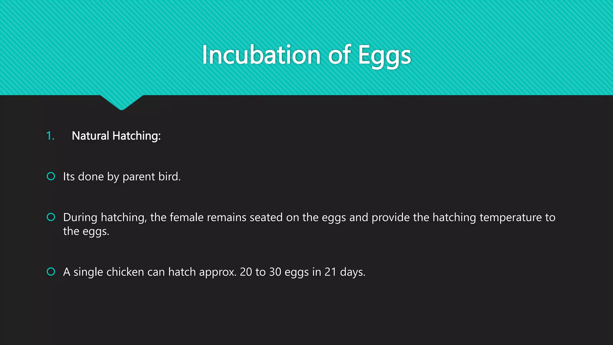 Incubation Process of Chicken Egg.pptx | Free Download