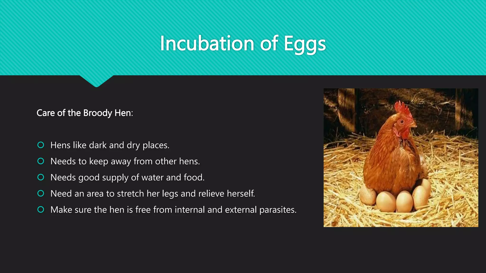 Incubation Process of Chicken Egg.pptx