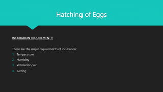 Incubation Process of Chicken Egg.pptx