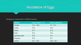 Incubation Process of Chicken Egg.pptx