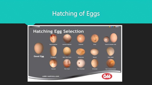 Incubation Process of Chicken Egg.pptx