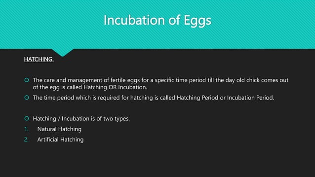 Incubation Process of Chicken Egg.pptx | Free download