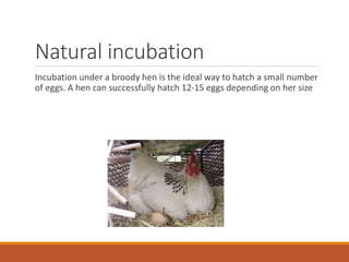 Incubation requirements | PPTX