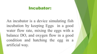 Incubator in aquaculture | PPTX