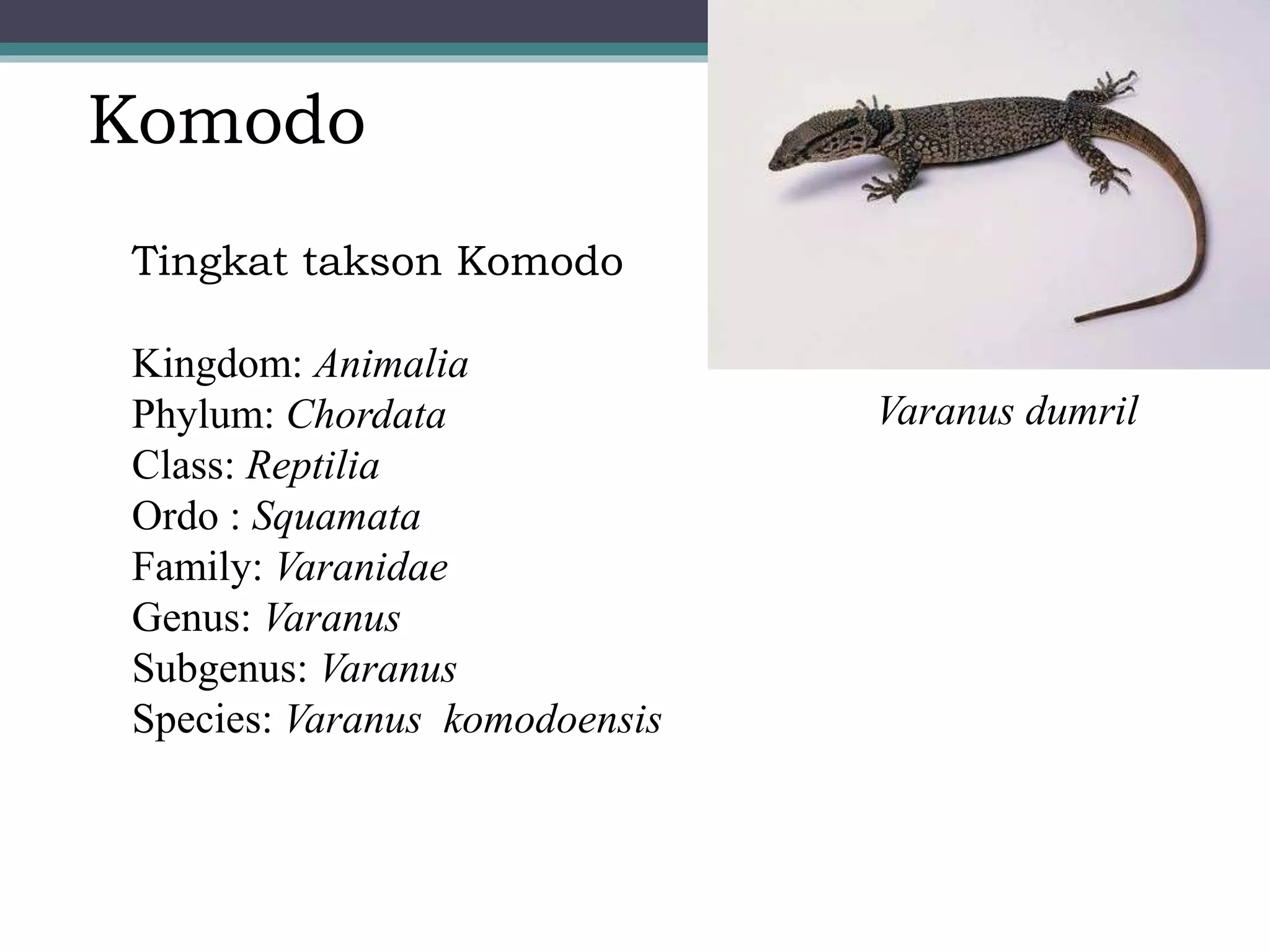 Bahasa Indonesia - Komodo | PPTX
