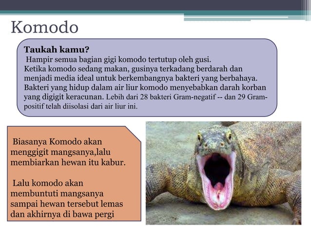 Bahasa Indonesia - Komodo | PPTX
