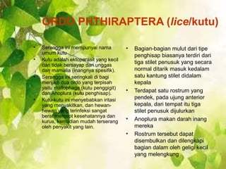 Indentifikasi kutu | PPT