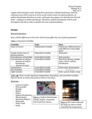 Independent Research Leaf Disc Photosynthesis Lab | DOCX