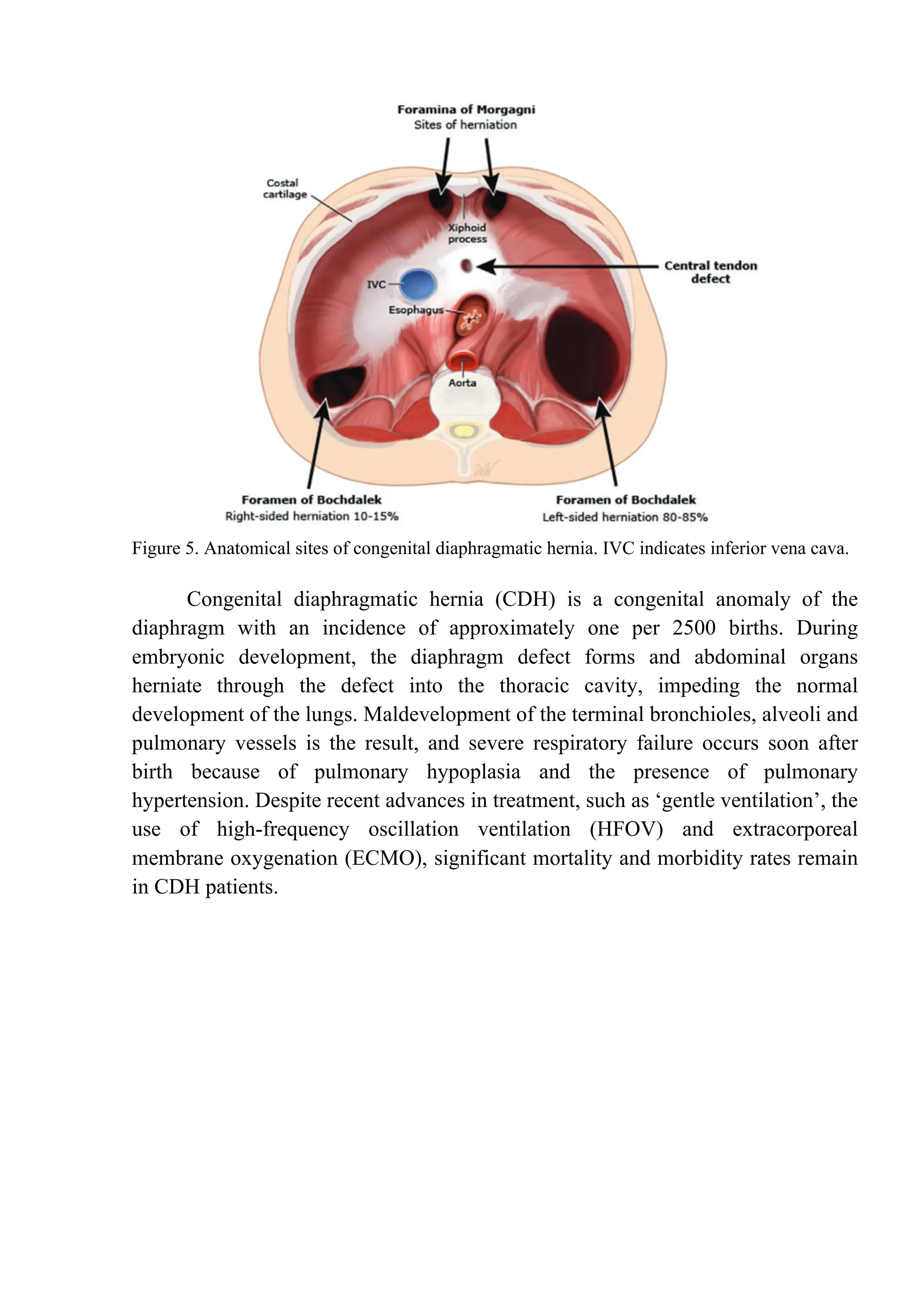 Indep work _Weaknesses of the anterior abdominal wall_ (4).pdf